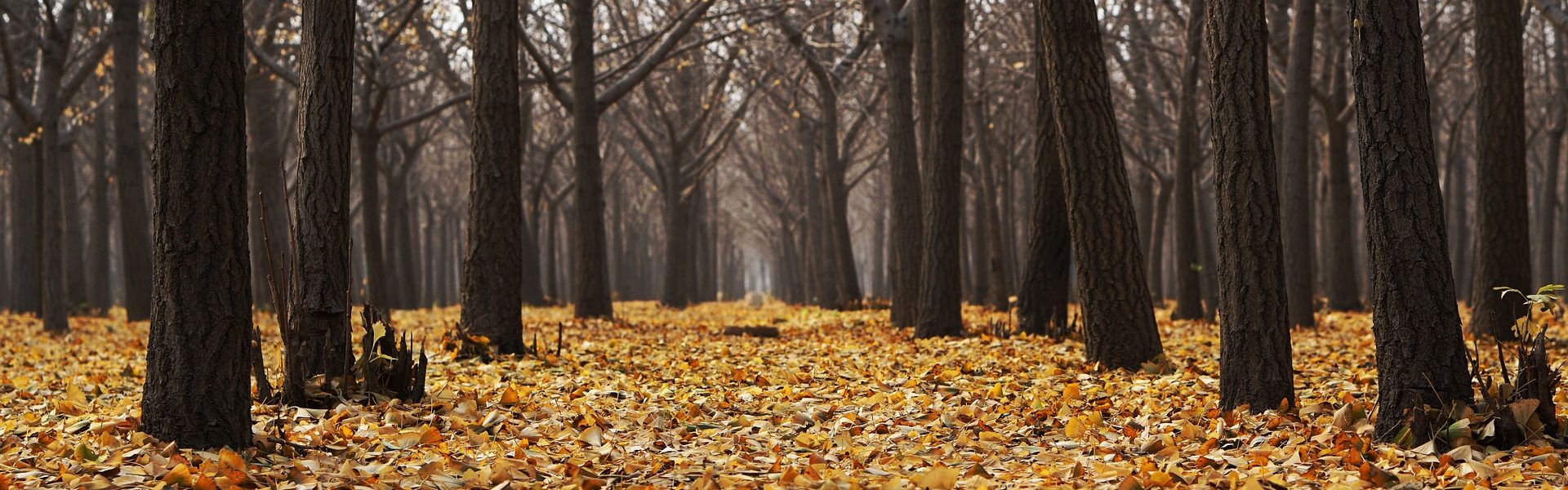 cropped-autumn-1869426_1920.jpg – Amanda Ann Larson